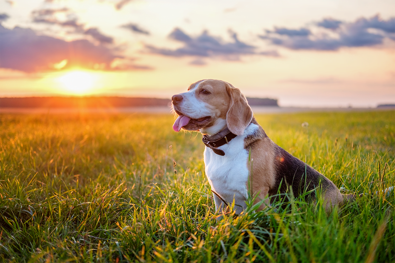Beagle - hier findest Du wichtige Informationen zum Beagle