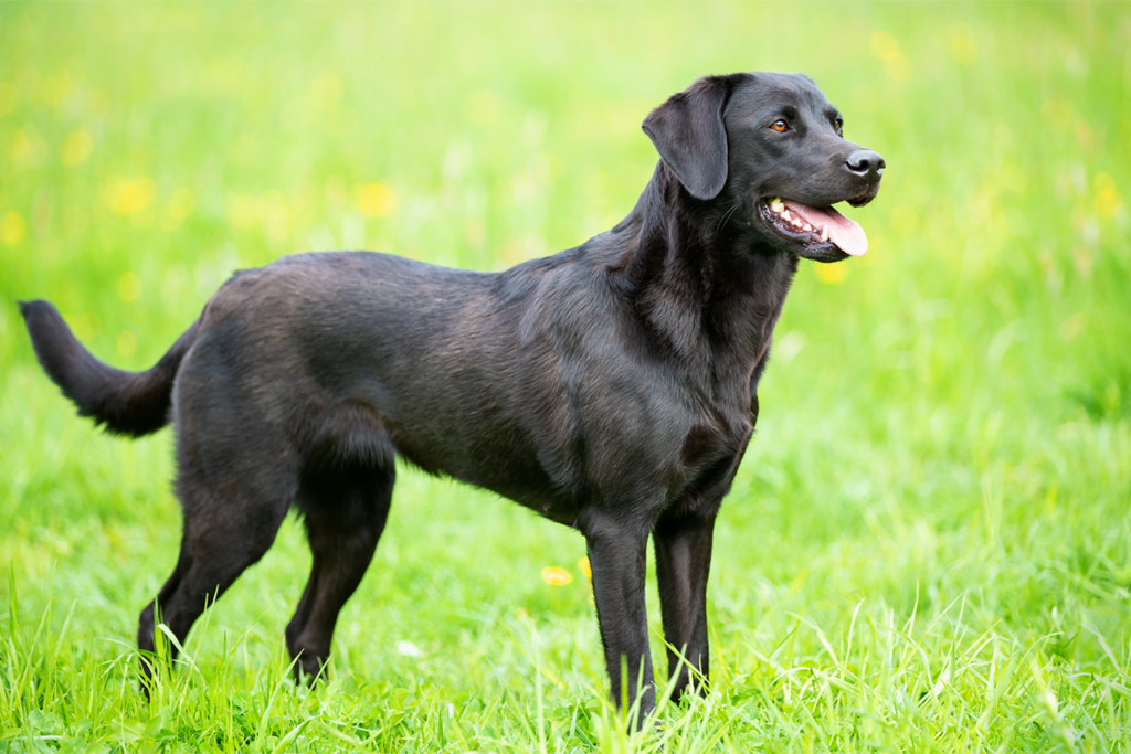 Labrador Retriever - hier findest Du wichtige Informationen